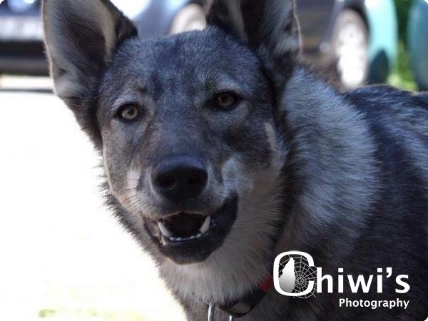 Ilana De Amerikaane Wolfhond - Indian (singing) dog